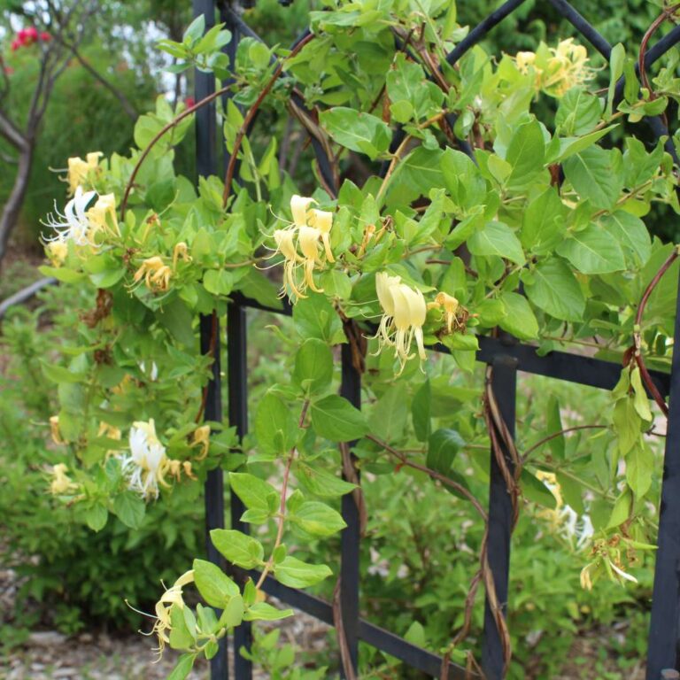 Custom Trellis and Lattice Installation | Craiger Custom Design